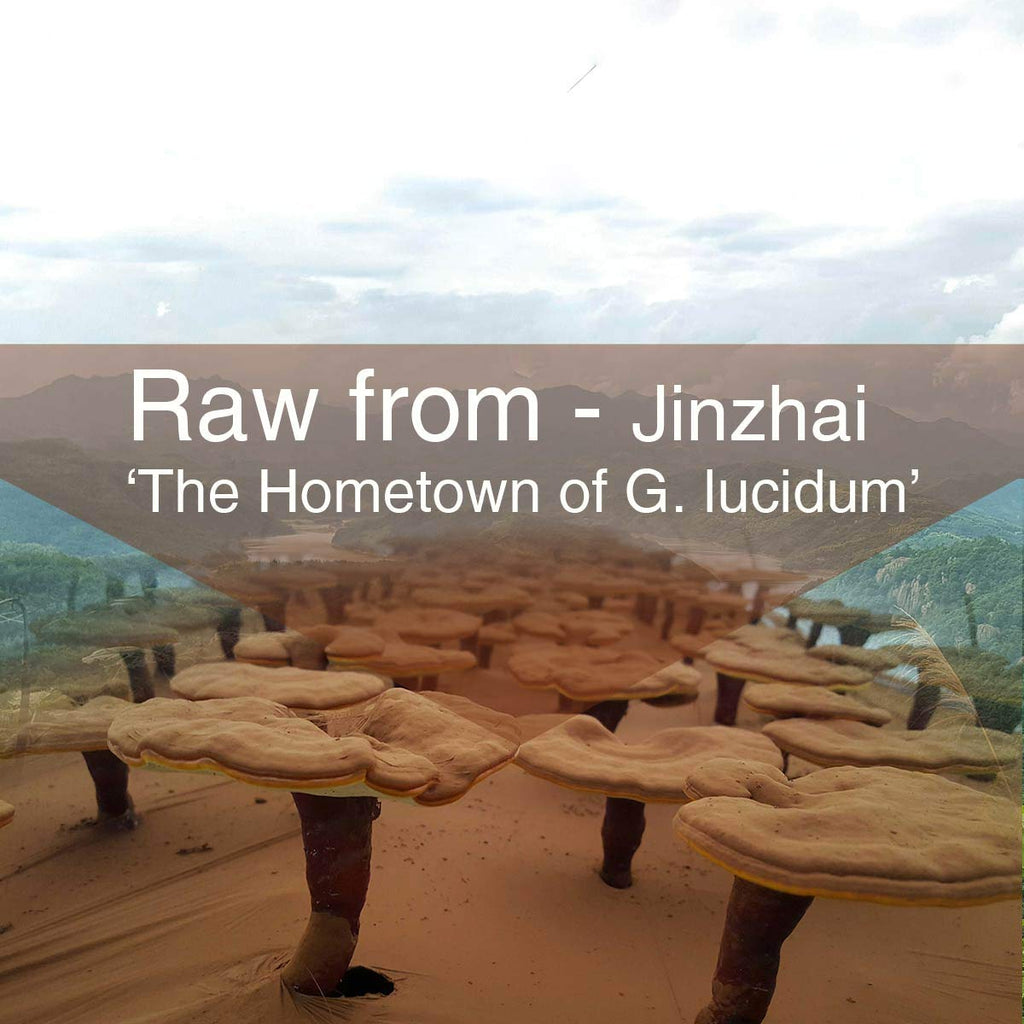 high-quality reishi powder for daily use