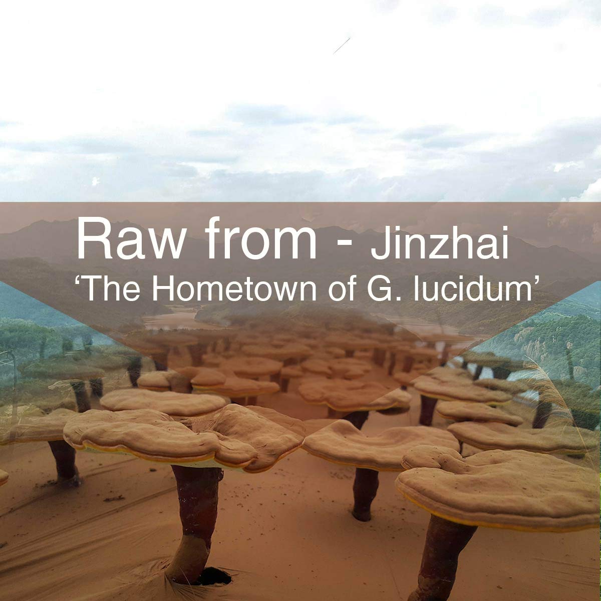 high-quality reishi powder for daily use