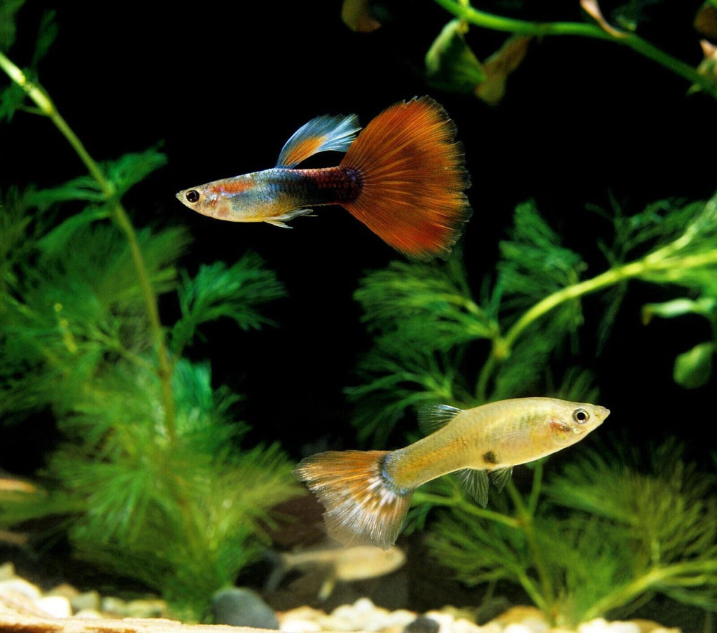 High-quality sinking granules for guppies