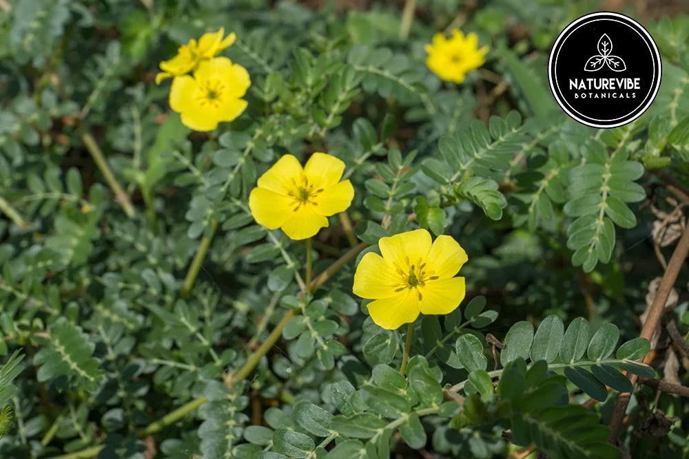 high-quality tribulus supplement Canada