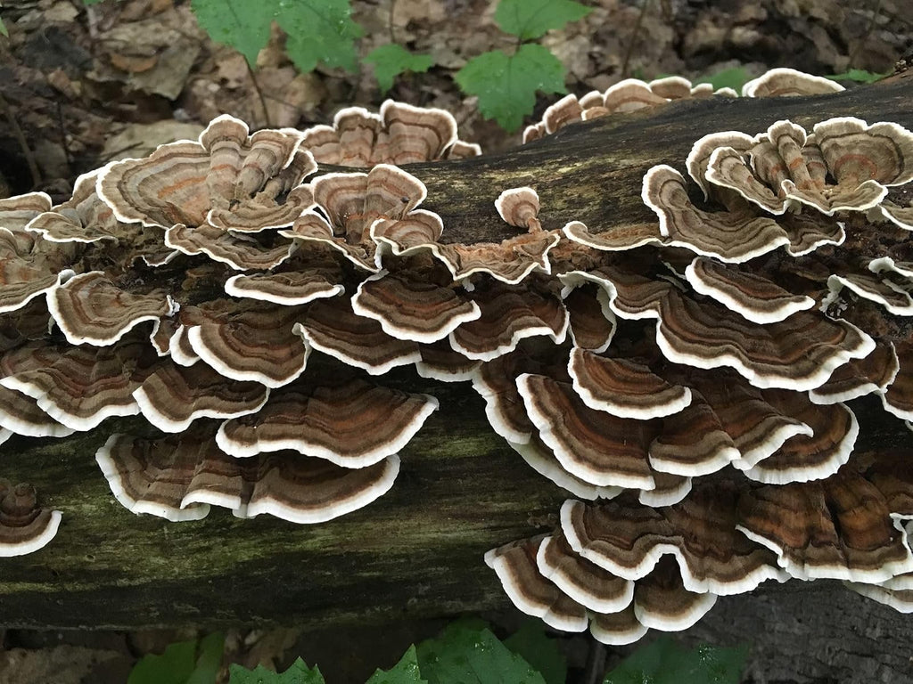 high-quality turkey tail mushroom syringe