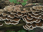 high-quality turkey tail mushroom syringe