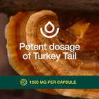 high-quality turkey tail mushrooms