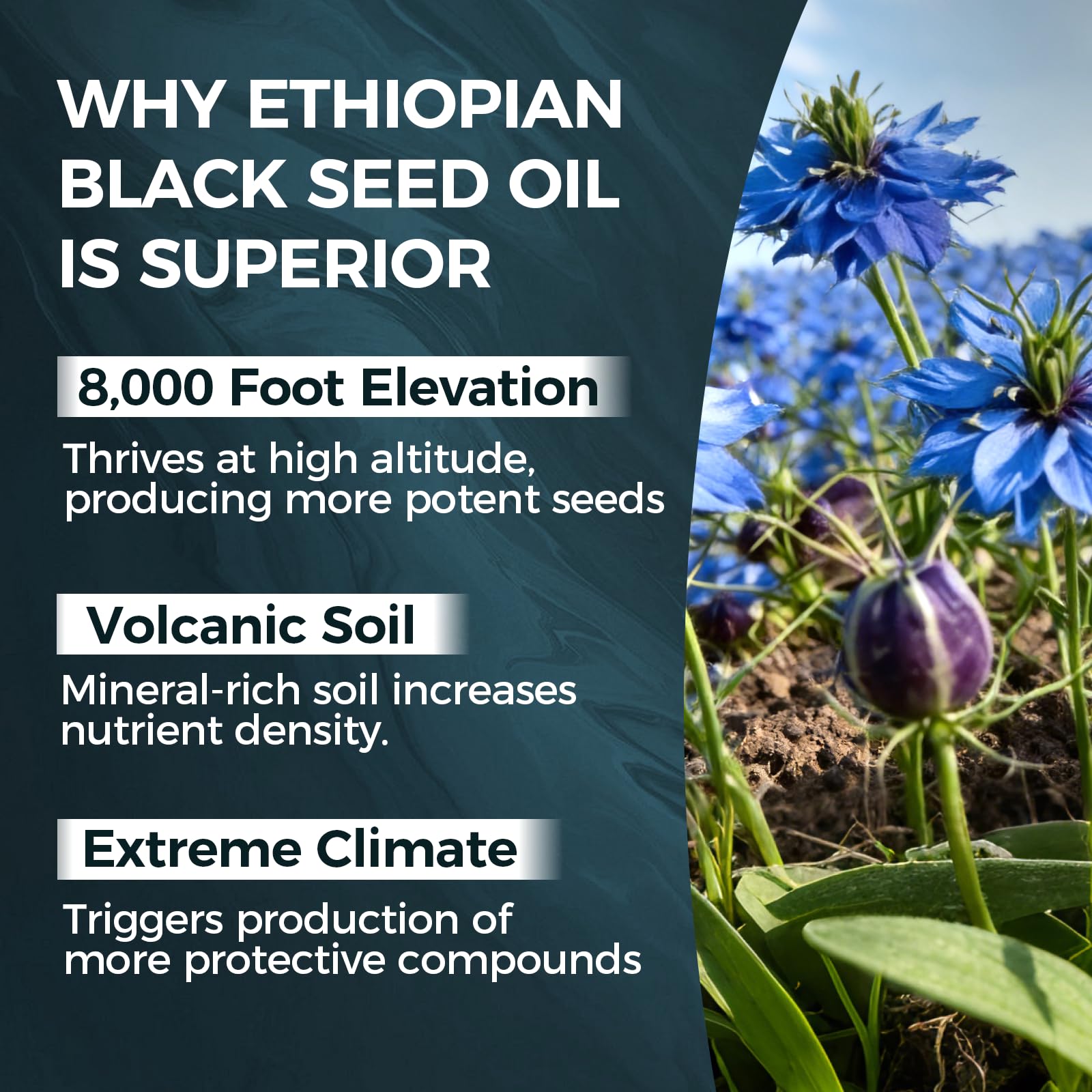 High thymoquinone black seed oil
