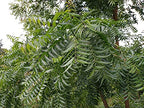 Hilltop Fresh neem leaves for detox