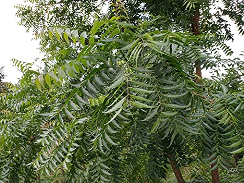 Hilltop Fresh neem leaves for detox