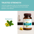Himalaya berberine for digestive health