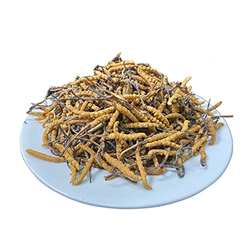 Himalayan caterpillar fungus for wellness