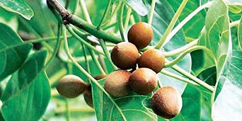 Holistic approach to urogenital health