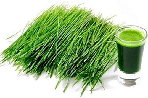 holistic blend with wheatgrass