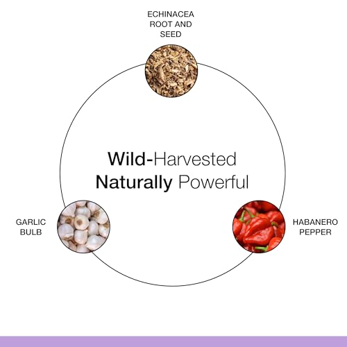 holistic echinacea health solution