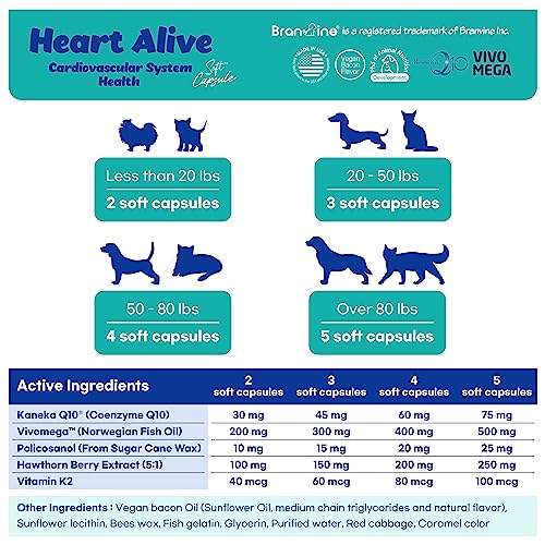 holistic health solutions for dogs and cats