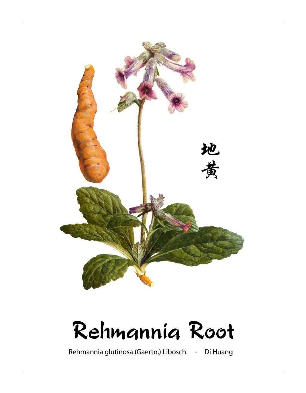 holistic health supplement option