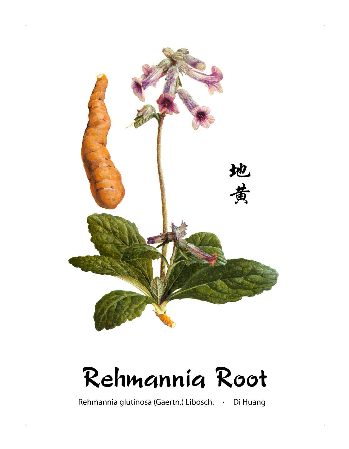 holistic health supplement option
