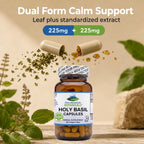 Holy Basil capsules for daily health