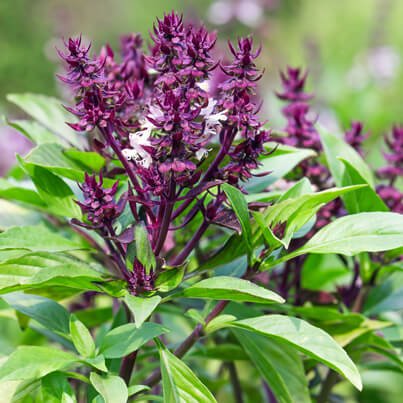holy basil capsules for energy support