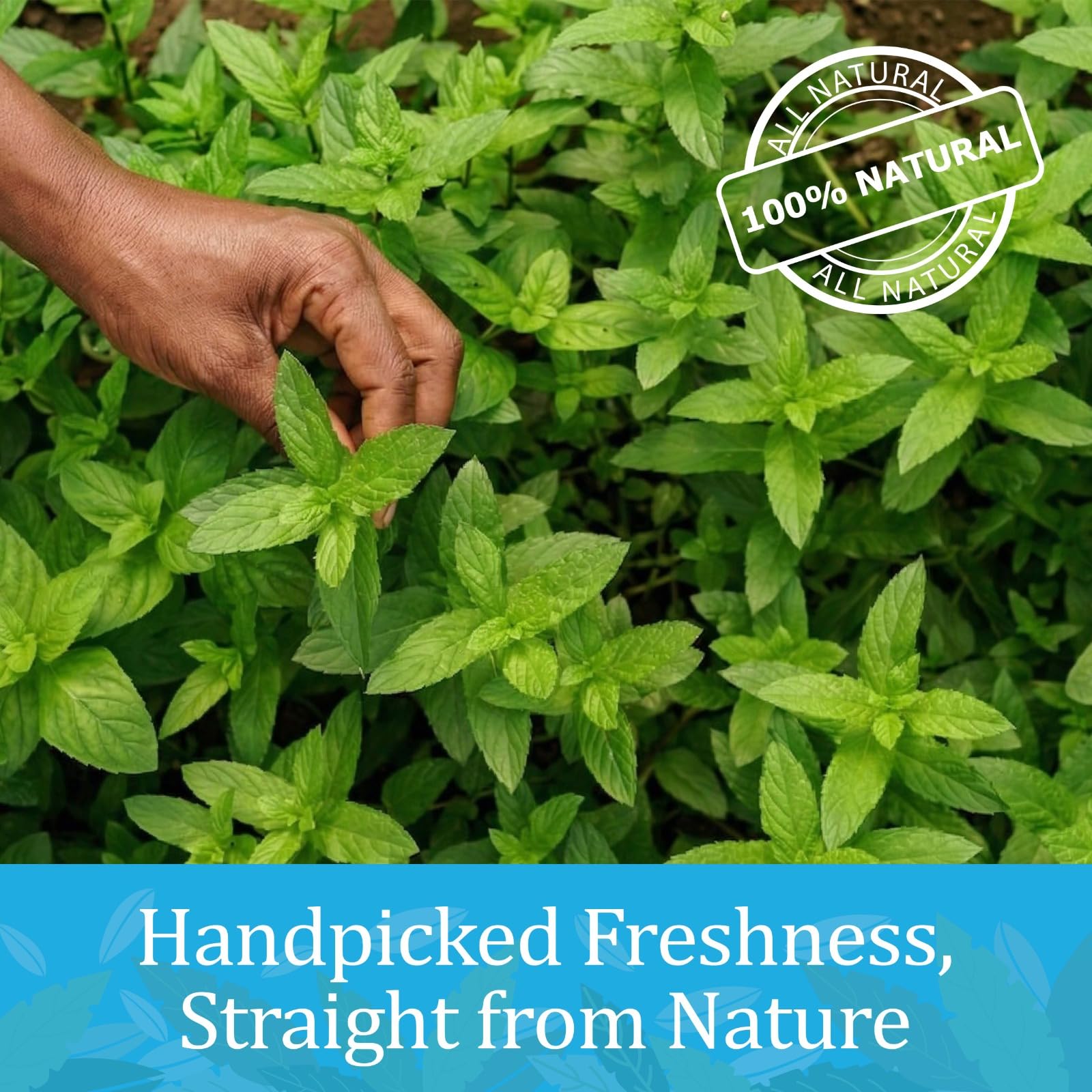 Holy Basil for enhancing digestion