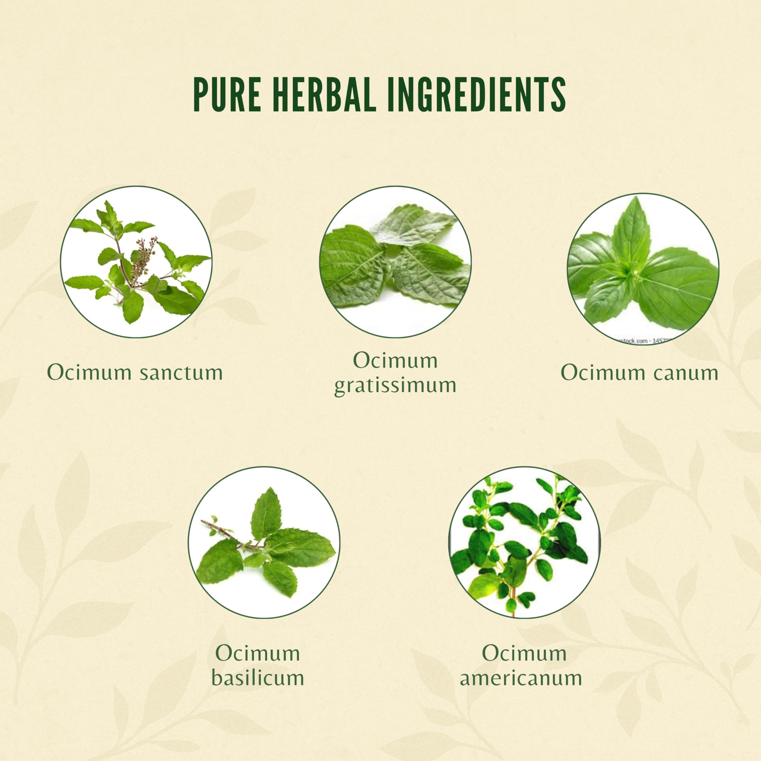 holy basil for healthy living