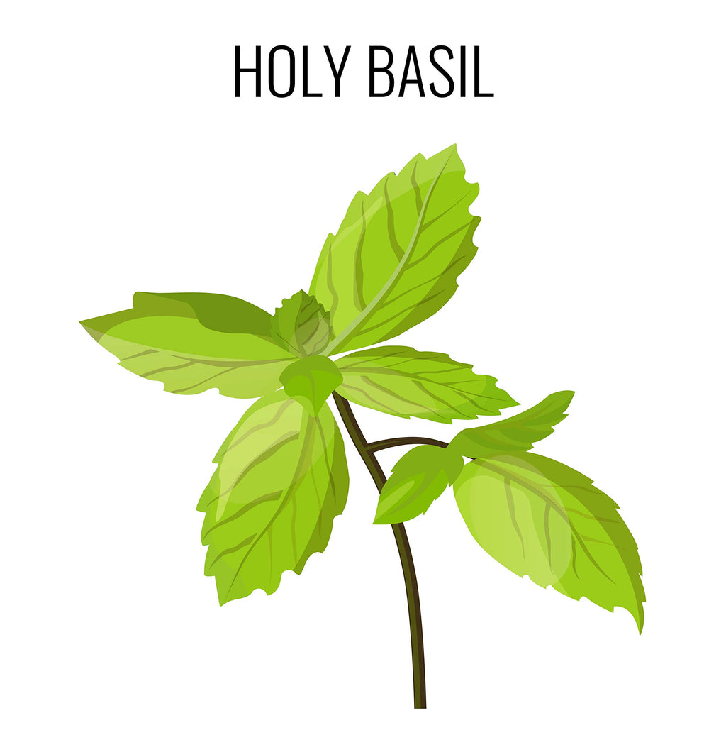 holy basil for stress management