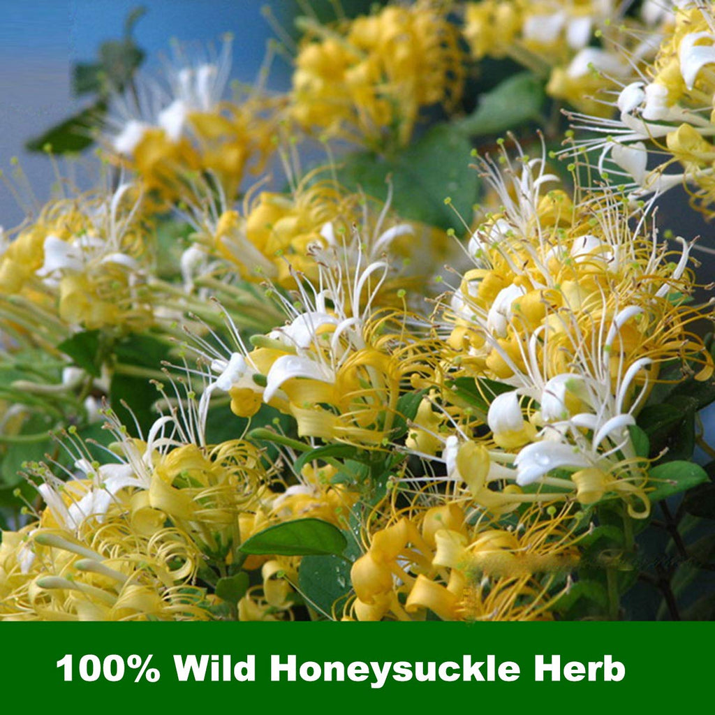 Honeysuckle flower tea for wellness