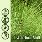 Horsetail extract for strong nails