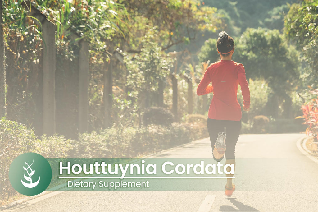 houttuynia cordata for overall wellness