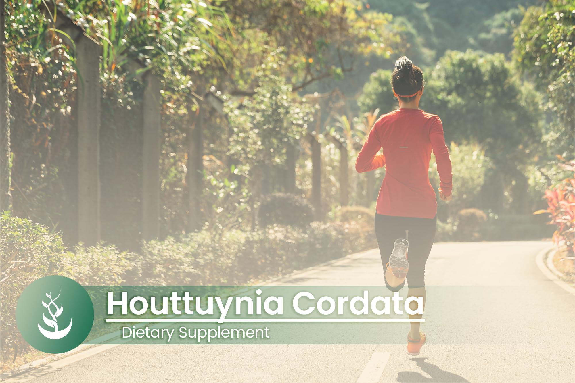 houttuynia cordata for overall wellness