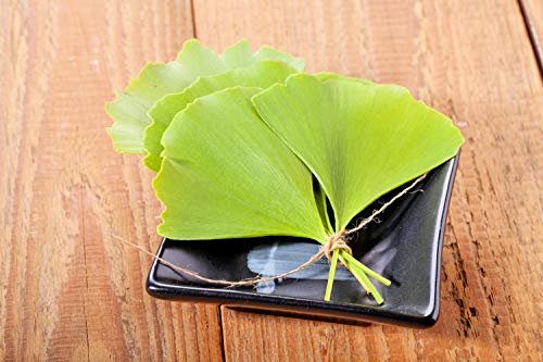 how ginkgo biloba supports memory