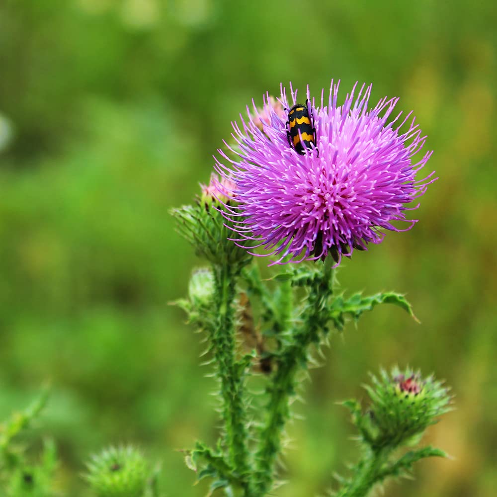 how milk thistle aids digestion