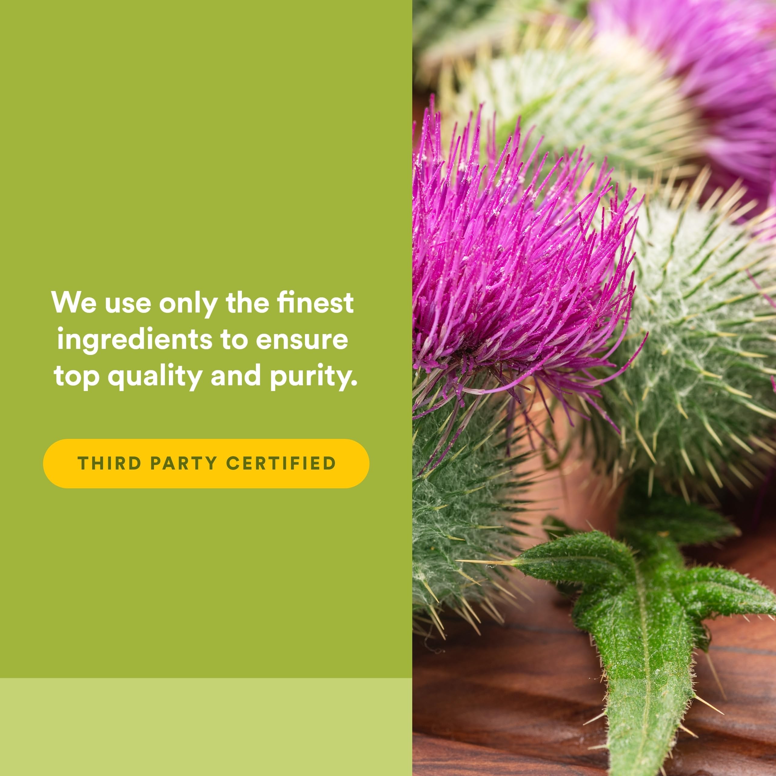 how milk thistle aids liver detox