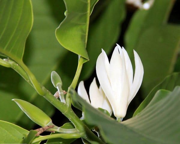 how much ashwagandha per day for males