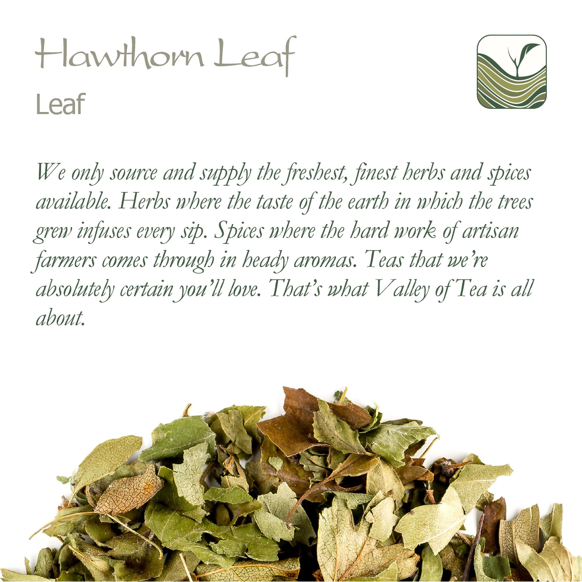 how to brew hawthorn leaf tea