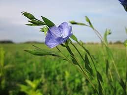 how to use flaxseed oil