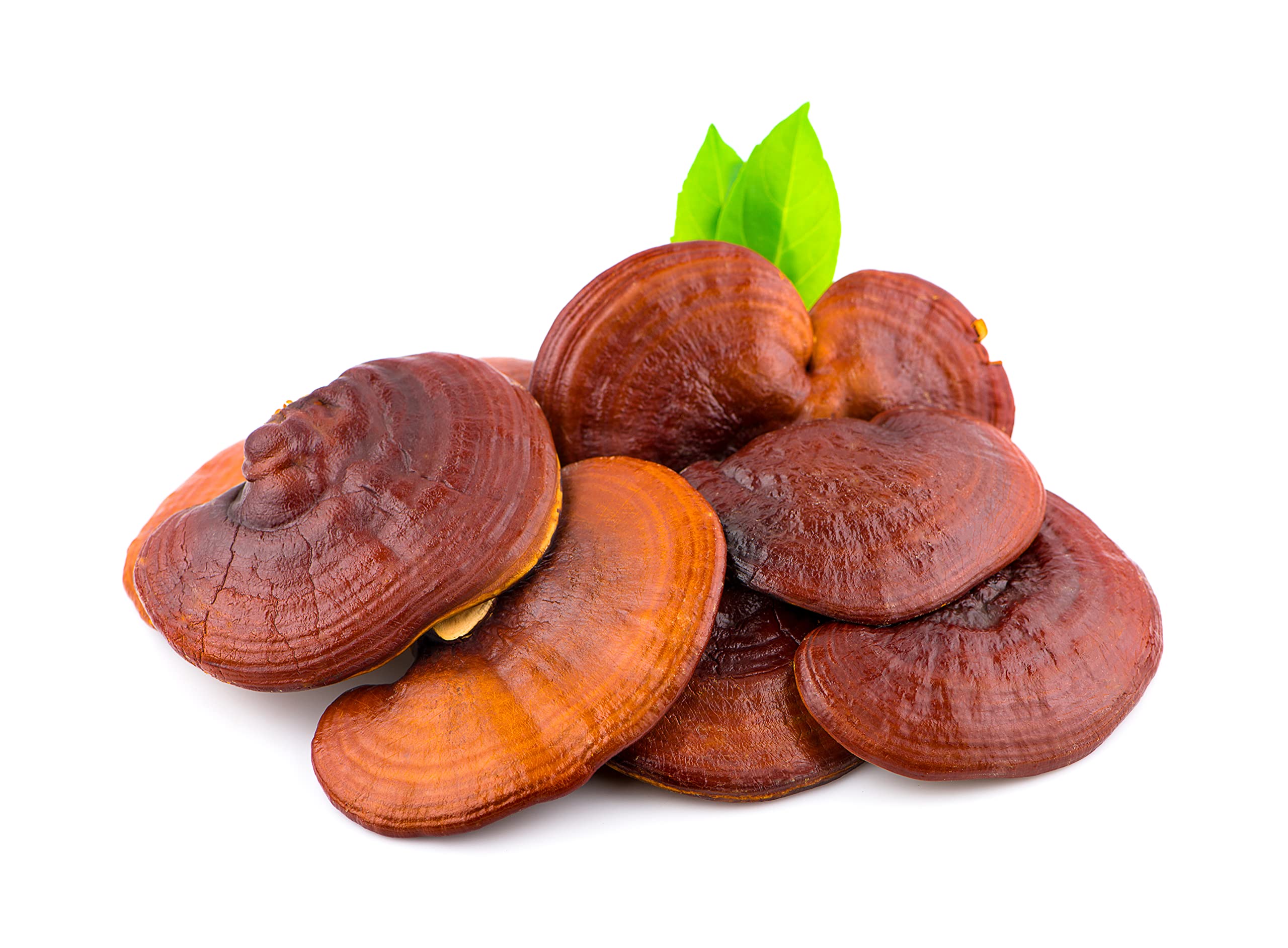 how to use reishi mushroom powder