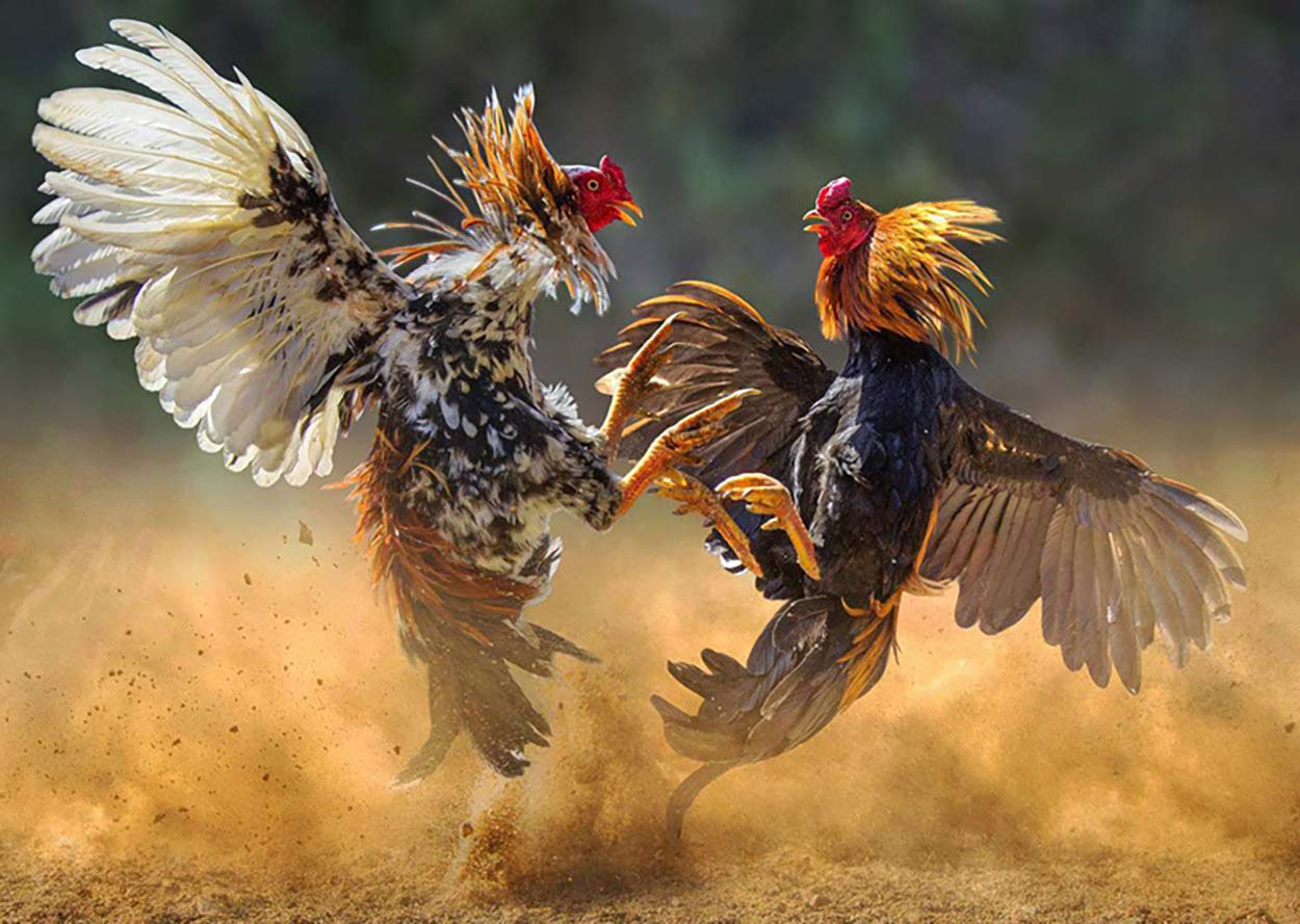 HULX Faster vitamins for vibrant feathers