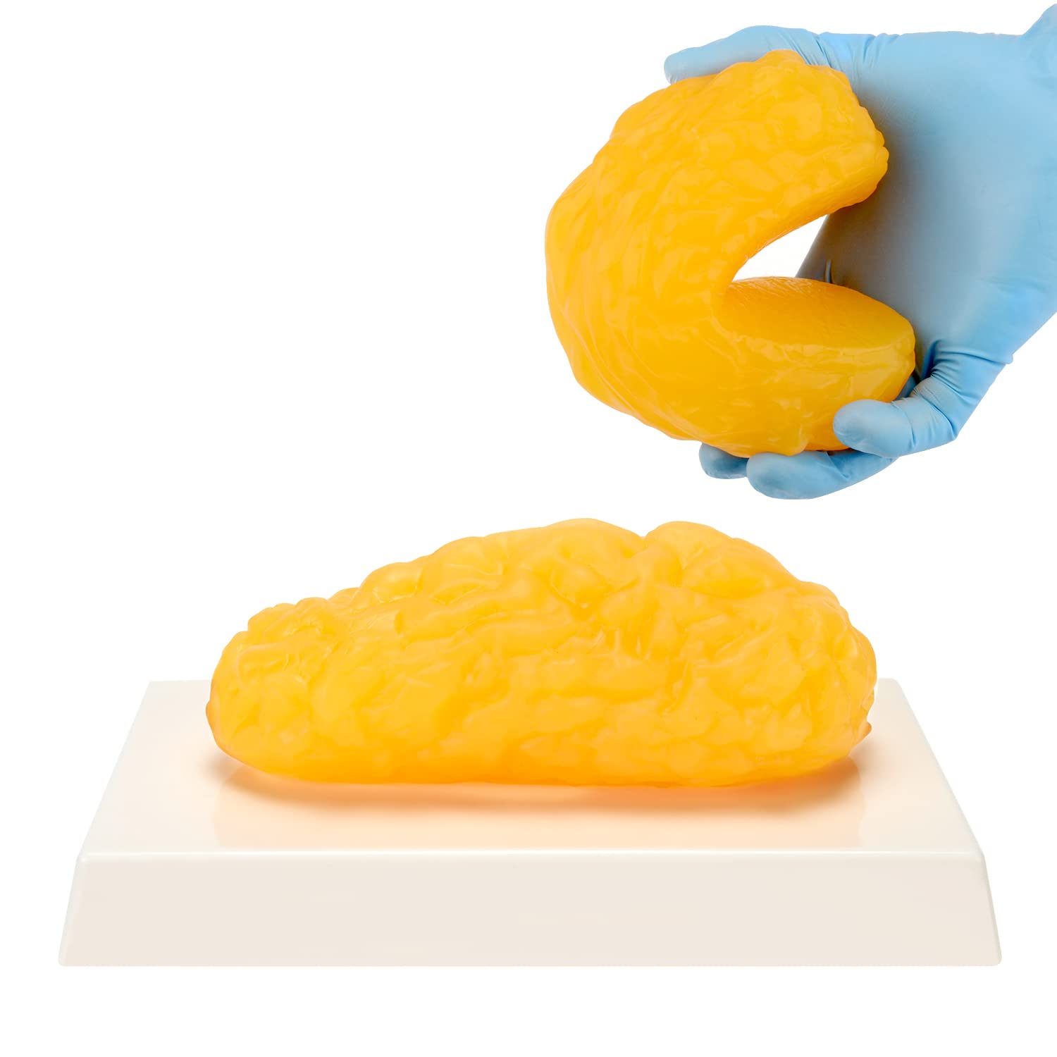 human body fat replica model for anatomy