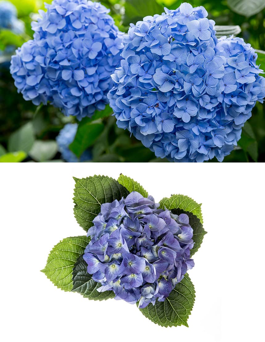 hydrangea leaf powder for immunity