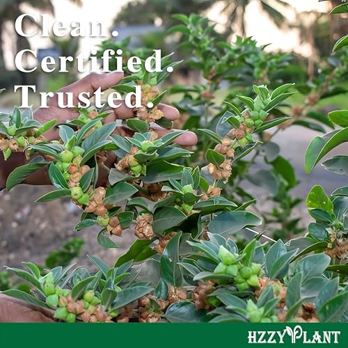 HZZYPLANT organic ashwagandha for better sleep