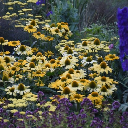 ideal for garden borders echinacea