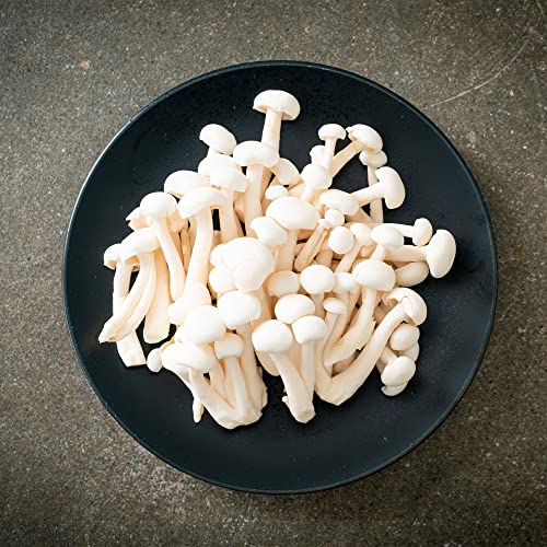 Ideal for home mushroom gardening