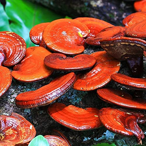 ideal for mushroom enthusiasts cultivation