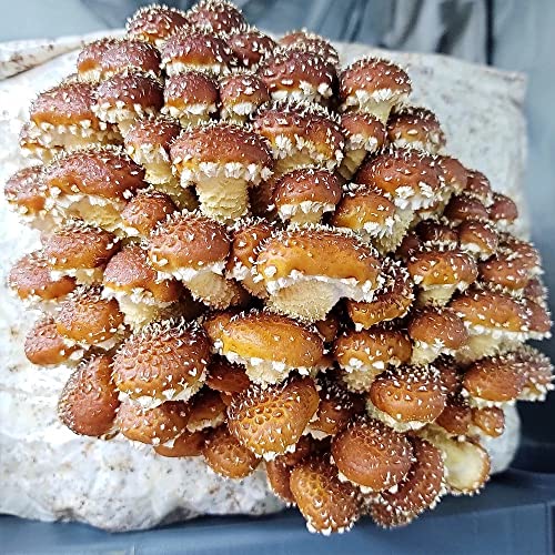 ideal for wood-loving mushroom varieties