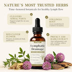 immune boosting echinacea drops
