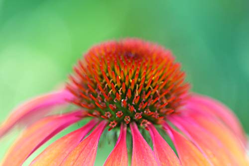immune boosting echinacea liquid formula