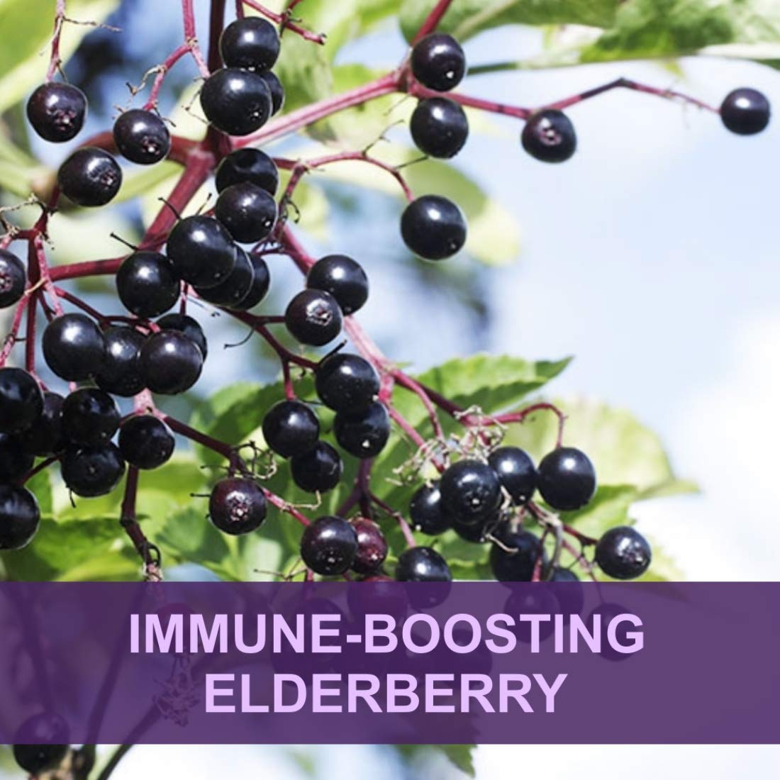 immune boosting elderberry gummies