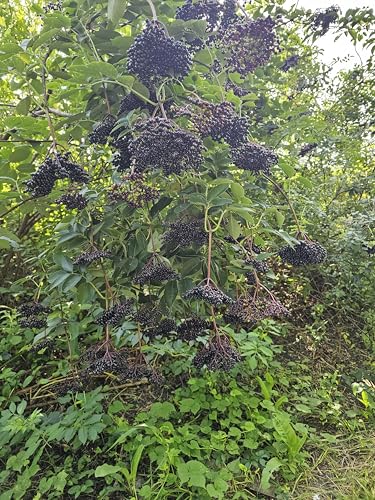 immune-boosting elderberry tincture benefits