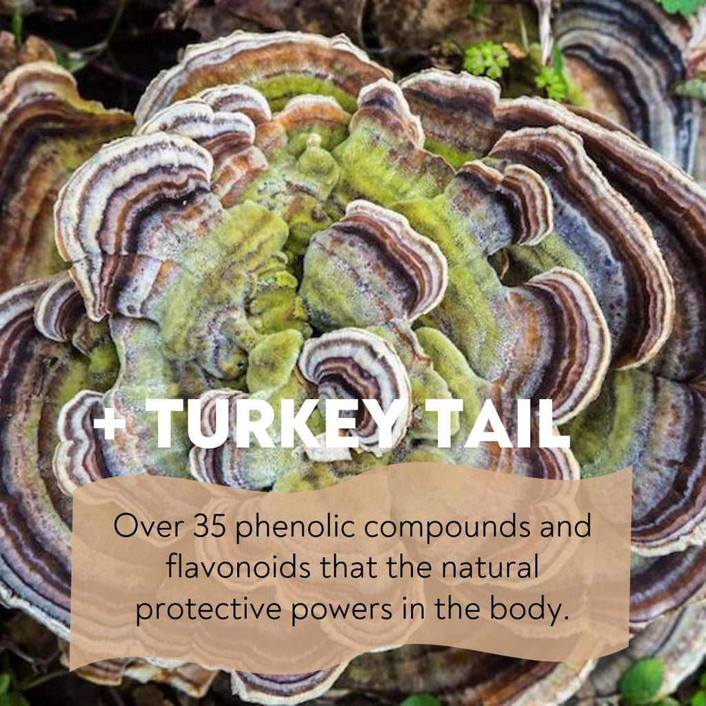 immune boosting mushroom blend