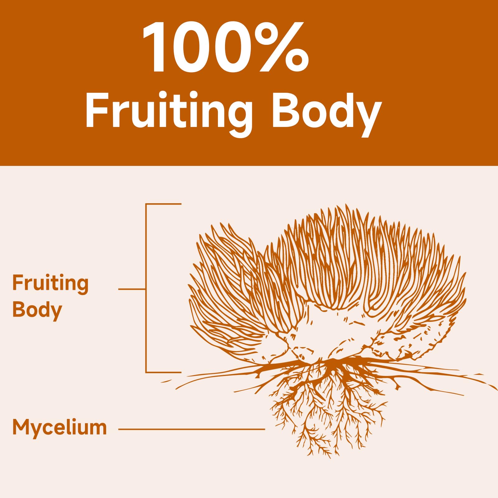 Immune boosting mushroom extract