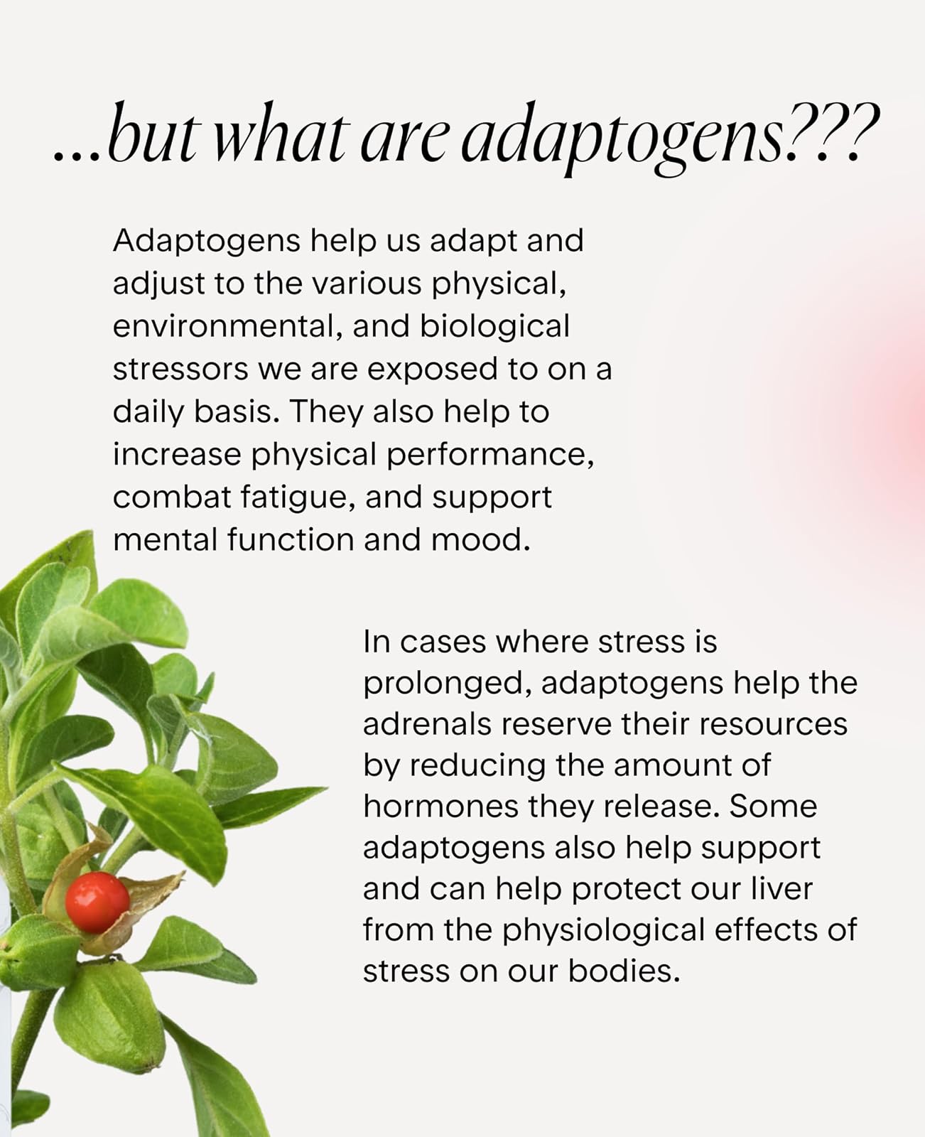 immune support Ashwagandha capsules