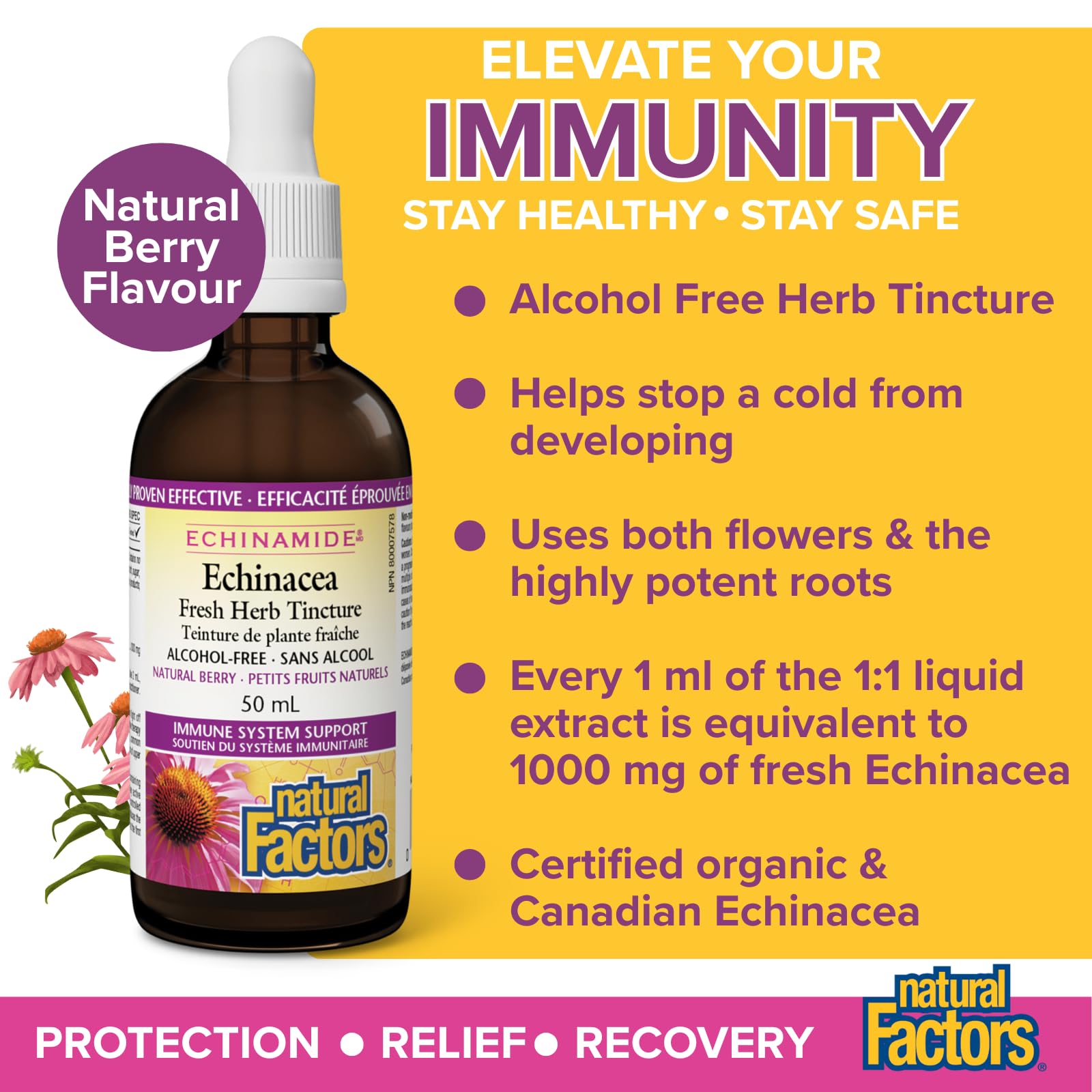 immune support echinamide supplement